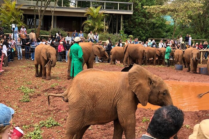 1 Day Tour Nairobi National Park, Elephant Center, Giraffe Ctr ...