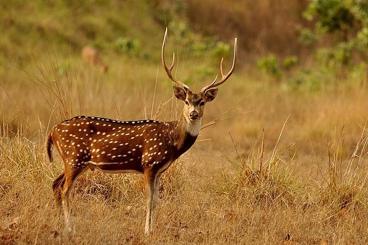 3-Day Koshi Tappu Wildlife Reserve Tour — Private (from Kathmandu ...