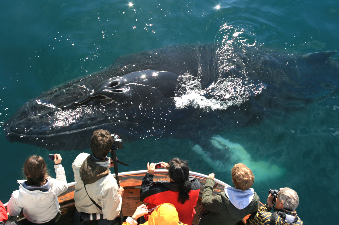 Classic Whale Watching from Dalvík | TheNextGuide