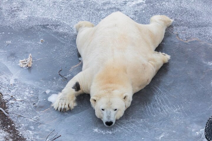 Ranua Zoo Family Tour from Rovaniemi | TheNextGuide